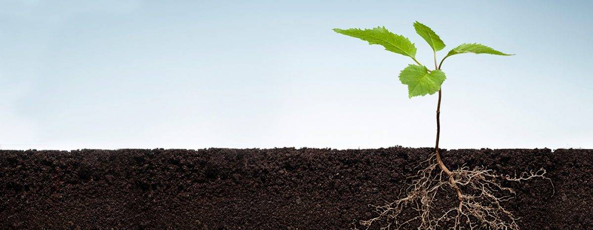 Root Exudate-Activated System Developed for Agrochemical Delivery - CAAR